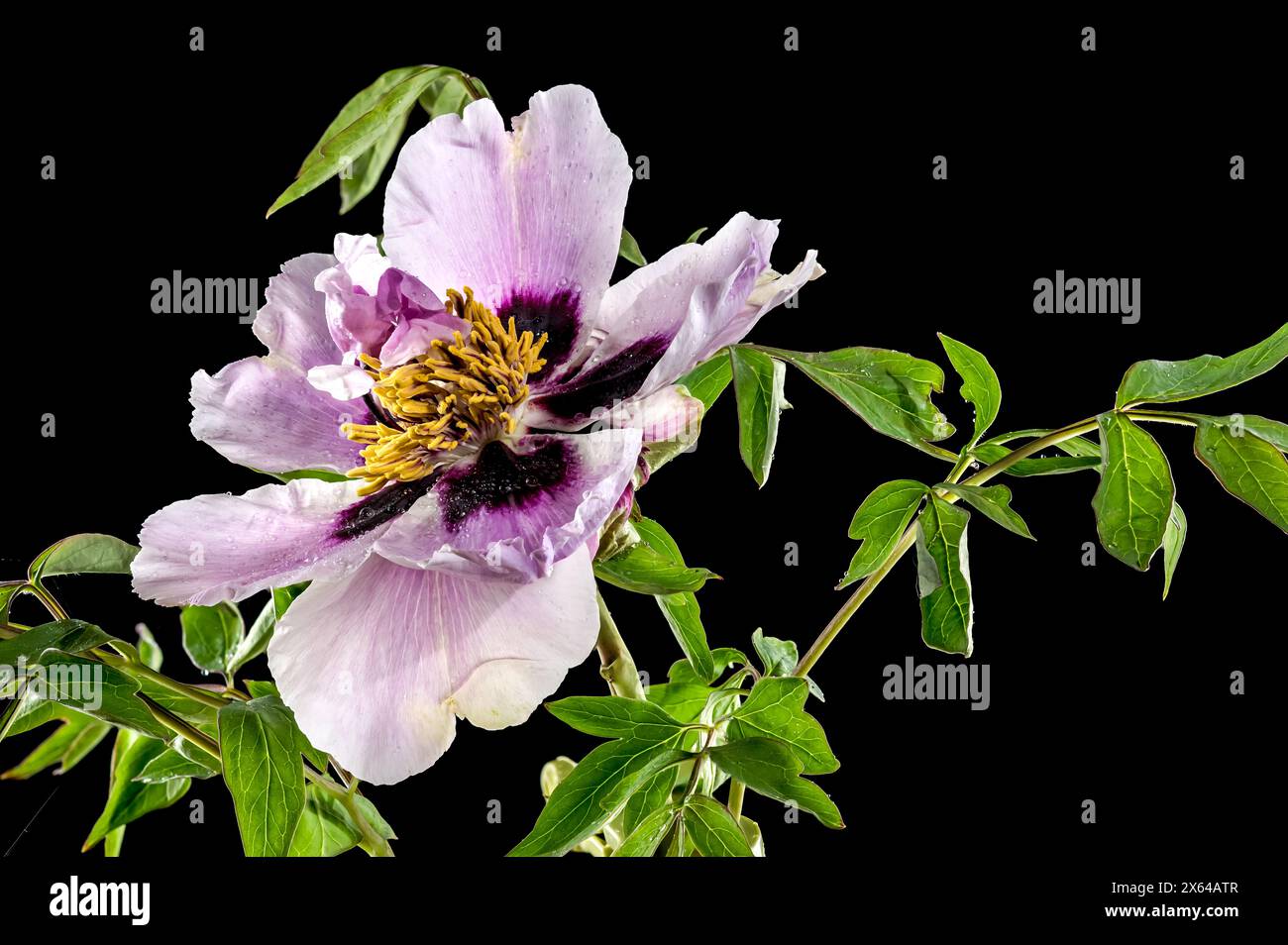 Beautiful Blooming white and pink Rock’s peony isolated on a black ...
