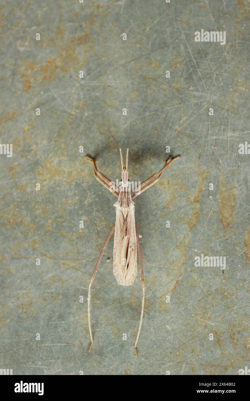 Stenopoda oeningensis hi-res stock photography and images - Alamy