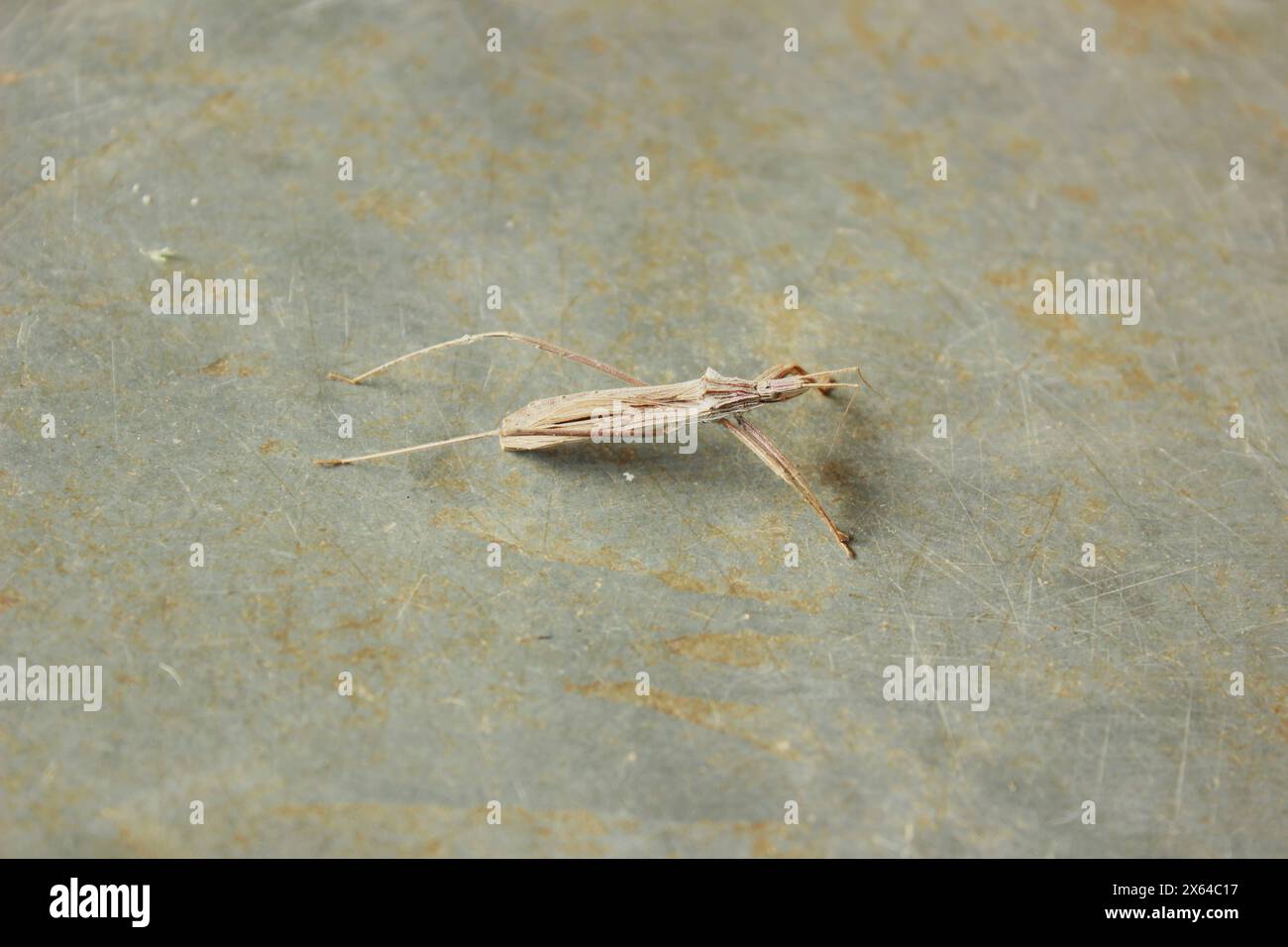 Insect known as Predator Bedbug or Assassin Bedbug, species Stenopoda ...