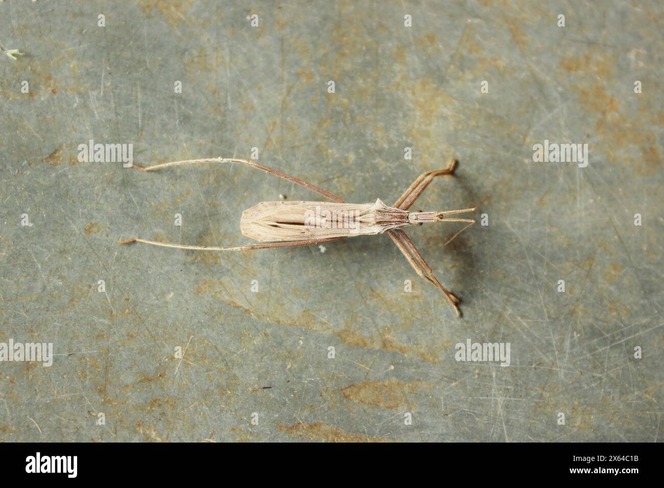 Reduviidae hi-res stock photography and images - Alamy
