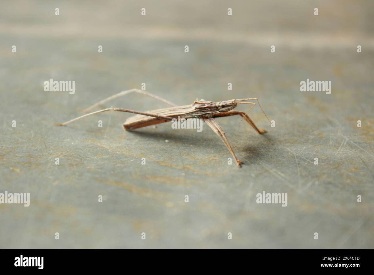 Insect known as Predator Bedbug or Assassin Bedbug, species Stenopoda ...