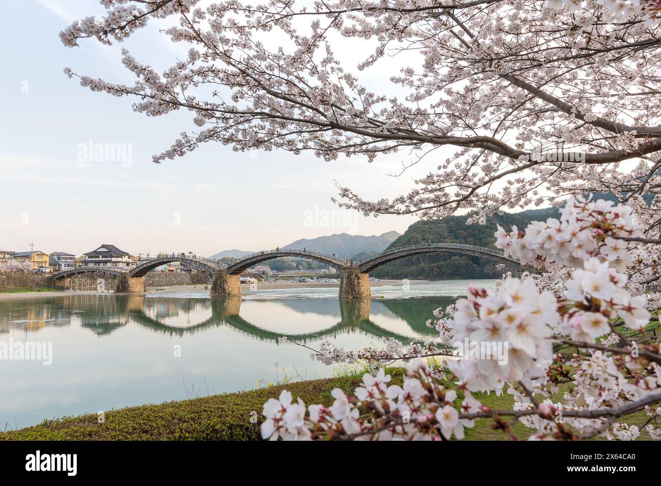 Kintai Bridge Sakura festival. Cherry blossoms along the Nishiki River ...