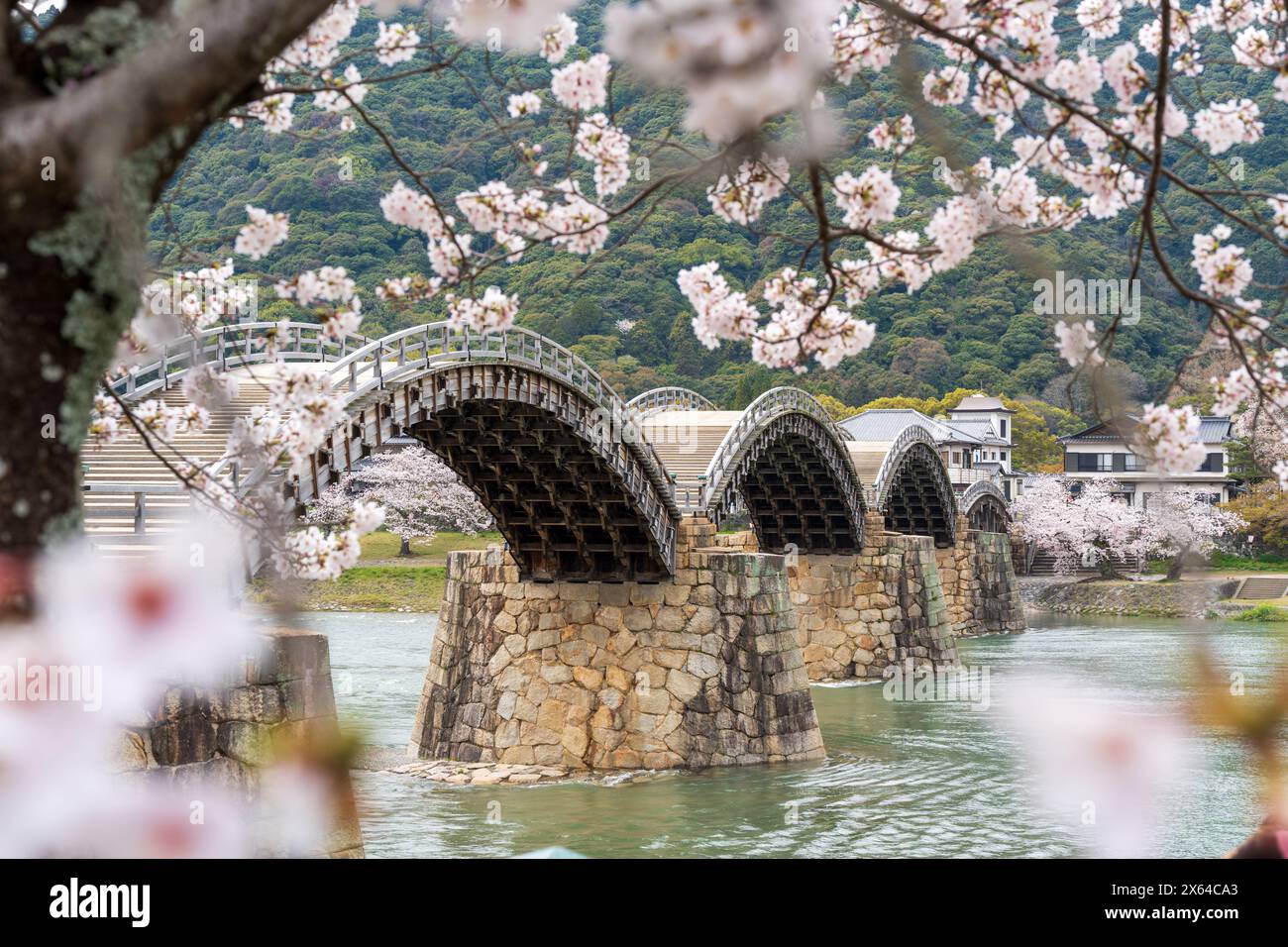 Kintai Bridge Sakura festival. Cherry blossoms along the Nishiki River bank. Iwakuni, Yamaguchi ...