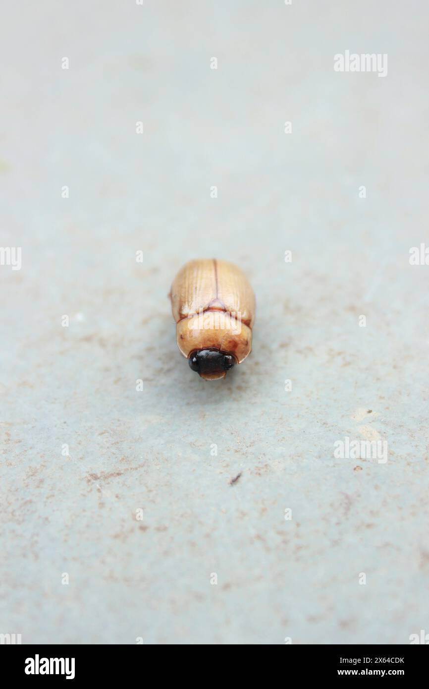 Insect known as the Masked Beetle, Cake Bug or Chicken Loaf, species ...