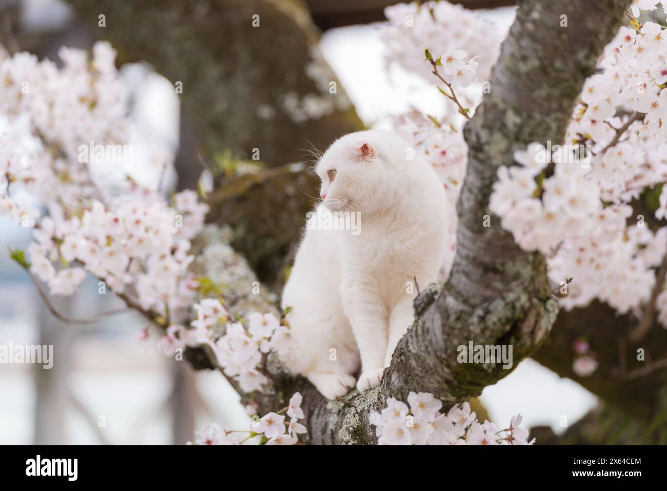 Domestic cat cherry tree hi-res stock photography and images - Alamy