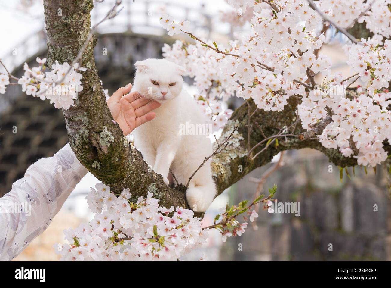 Domestic cat cherry tree hi-res stock photography and images - Alamy