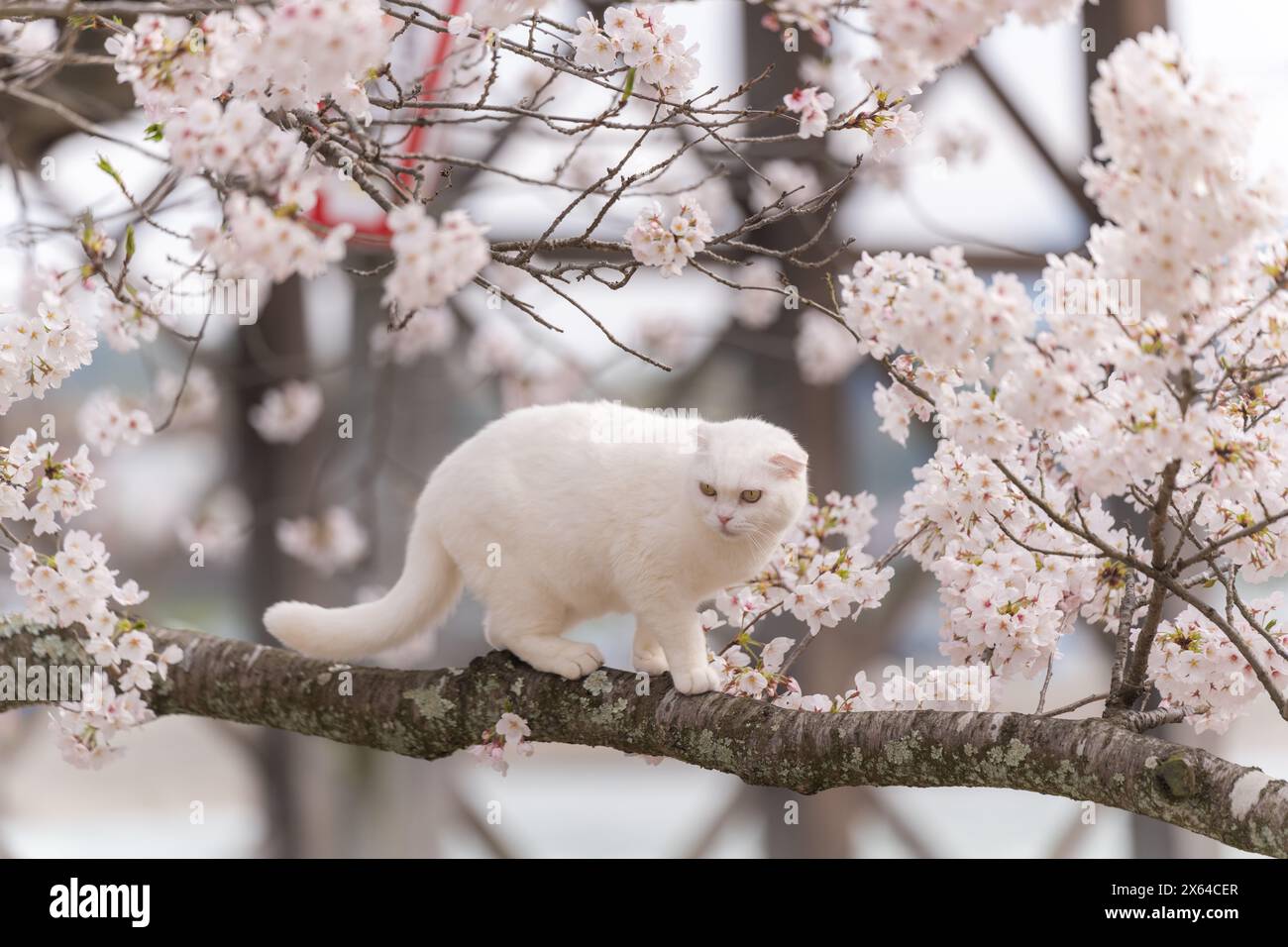 Domestic cat cherry tree hi-res stock photography and images - Alamy
