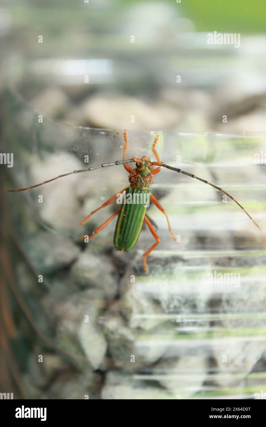 Beetle of the species Chlorida festiva, known as Wood Saw, insect from ...
