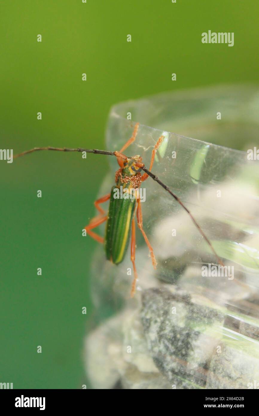 Beetle of the species Chlorida festiva, known as Wood Saw, insect from ...