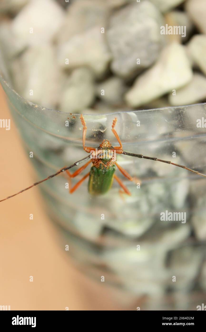 Beetle of the species Chlorida festiva, known as Wood Saw, insect from ...