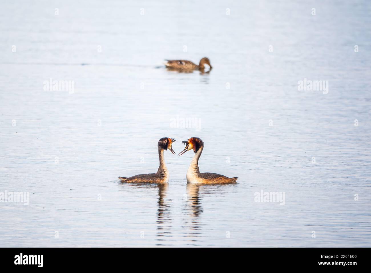 Mating games of two water birds Great Crested Grebes. Two waterfowl ...