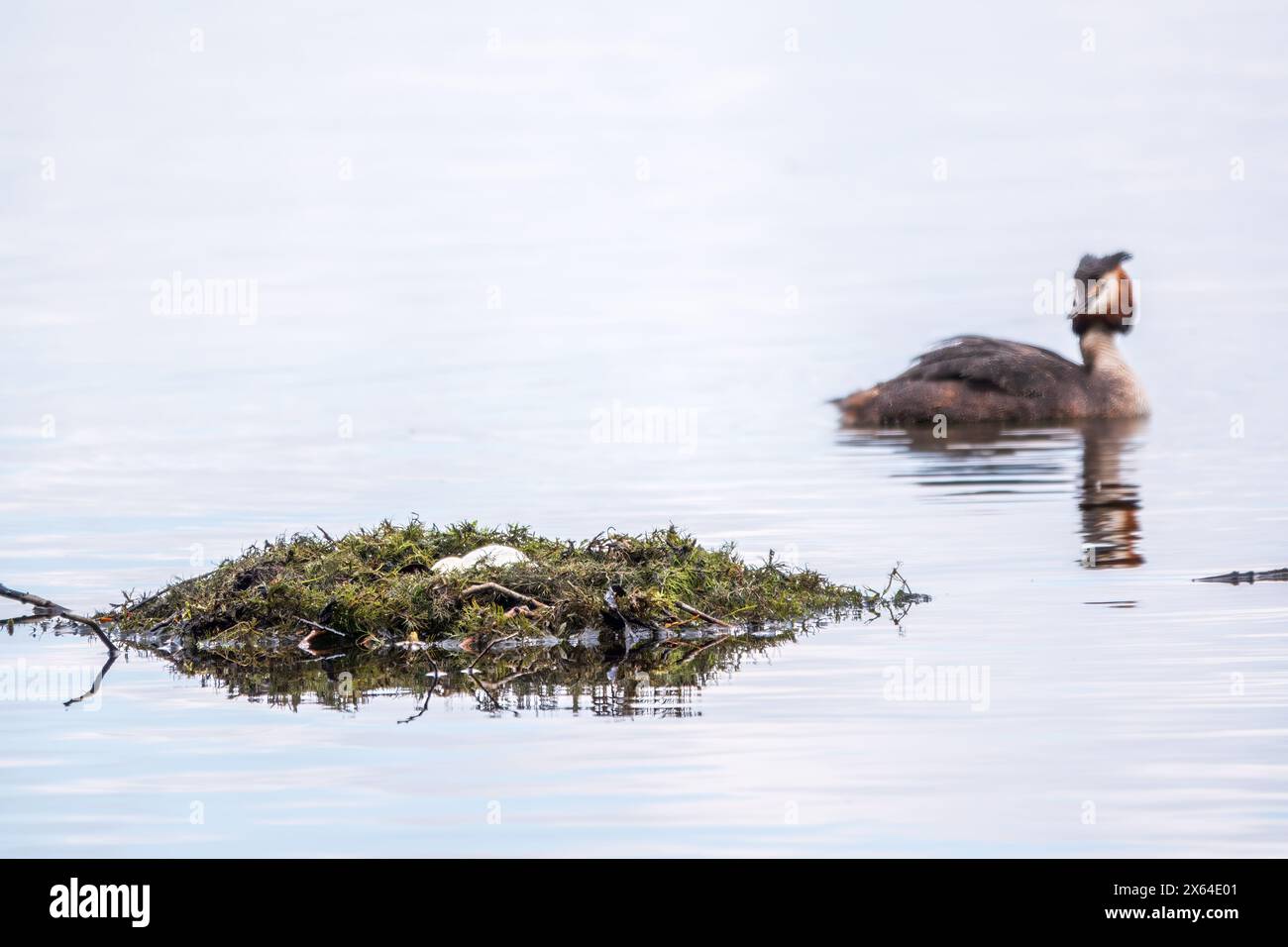 Two waterfowl birds Great Crested Grebes swim in the lake near its nest ...