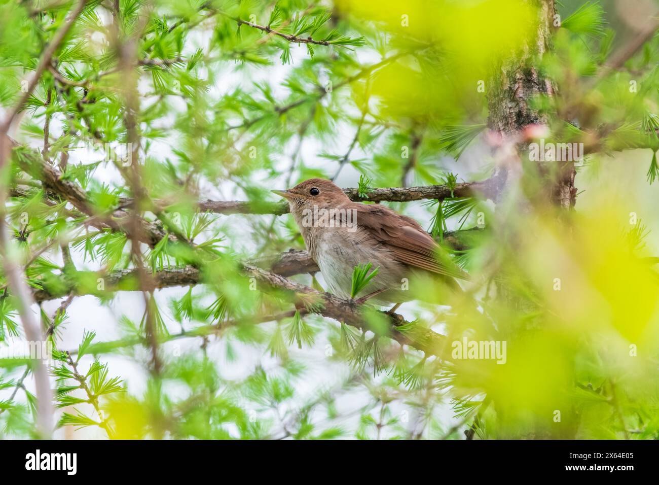 Thrush Nightingale, Luscinia luscinia. A bird sits on a tree branch and ...