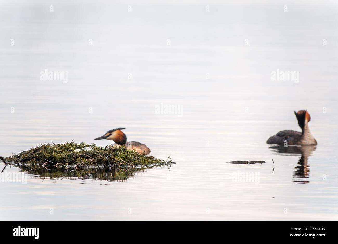 Two waterfowl birds Great Crested Grebes swim in the lake near its nest ...