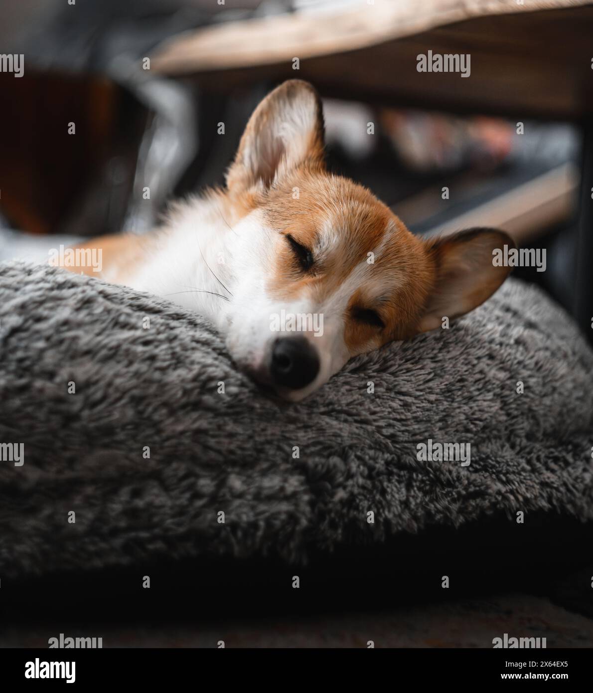Happy Corgi puppy Stock Photo - Alamy