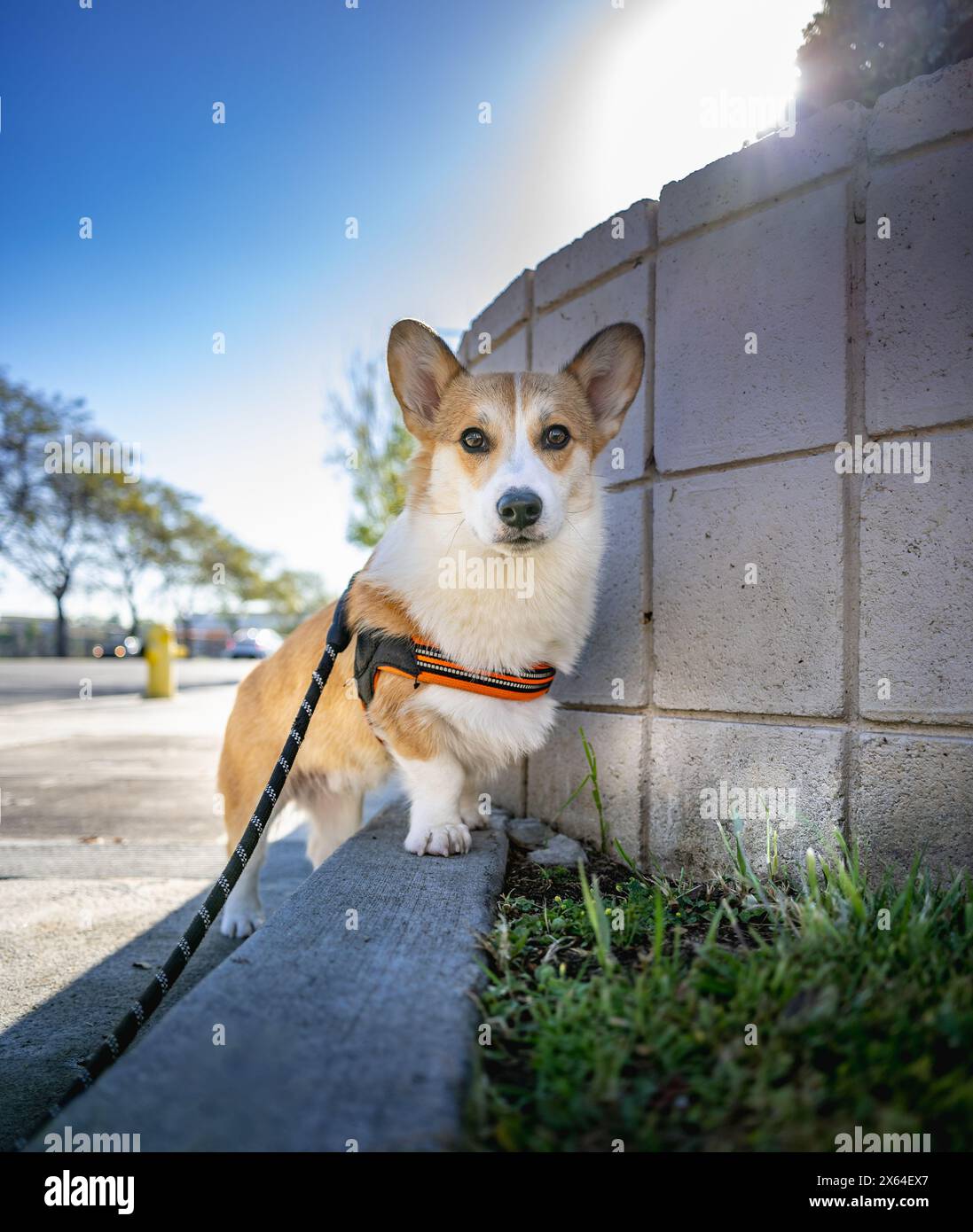 Happy Corgi puppy Stock Photo - Alamy