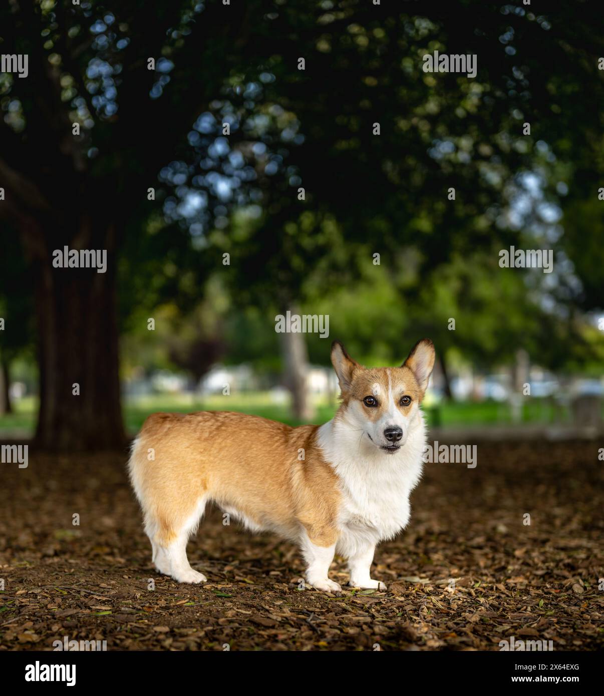 Puppy happy hi-res stock photography and images - Alamy