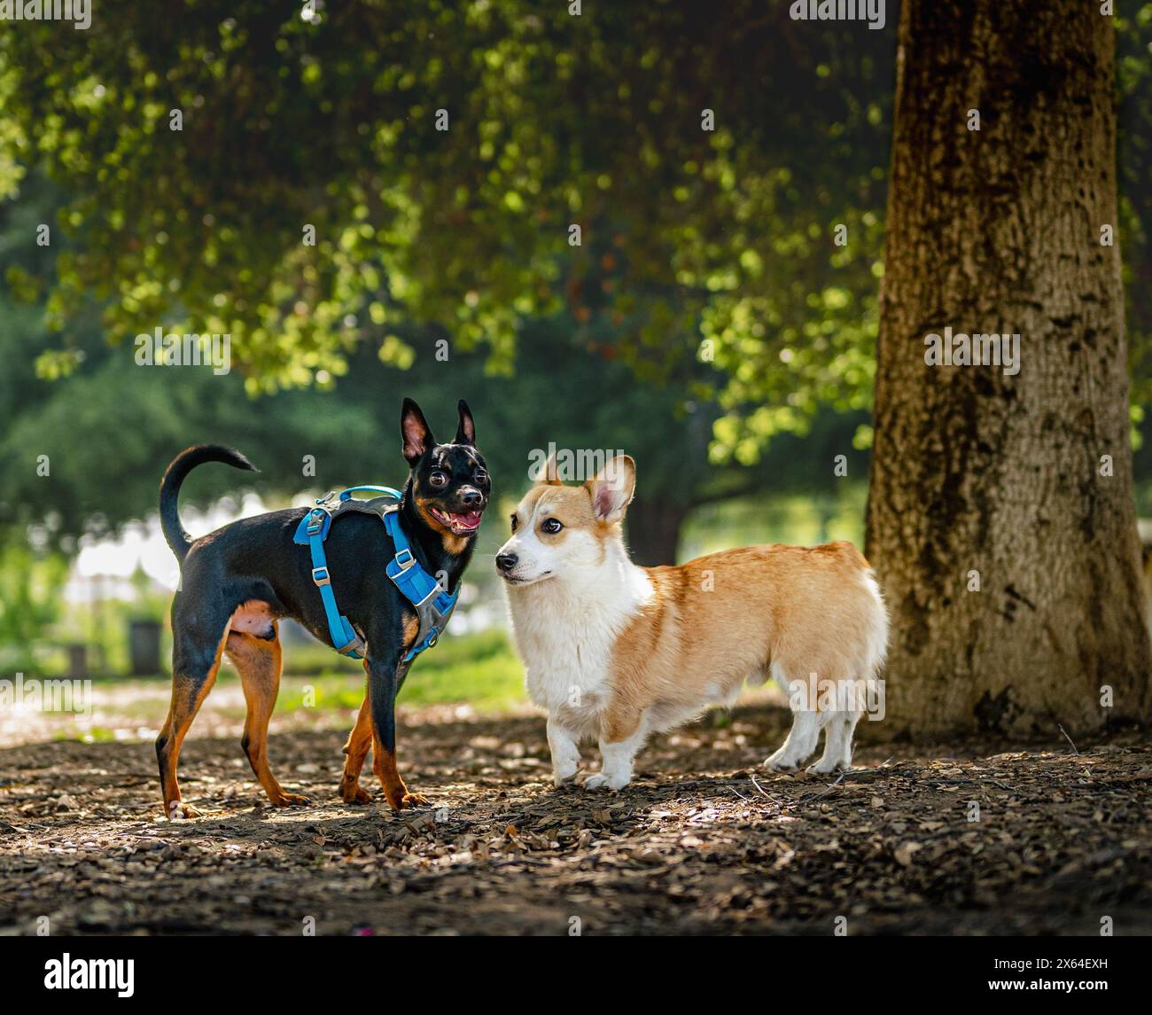 Happy corgi hi-res stock photography and images - Alamy