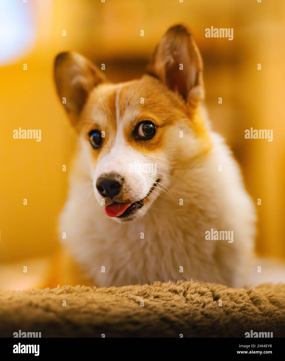 Happy Corgi puppy Stock Photo - Alamy