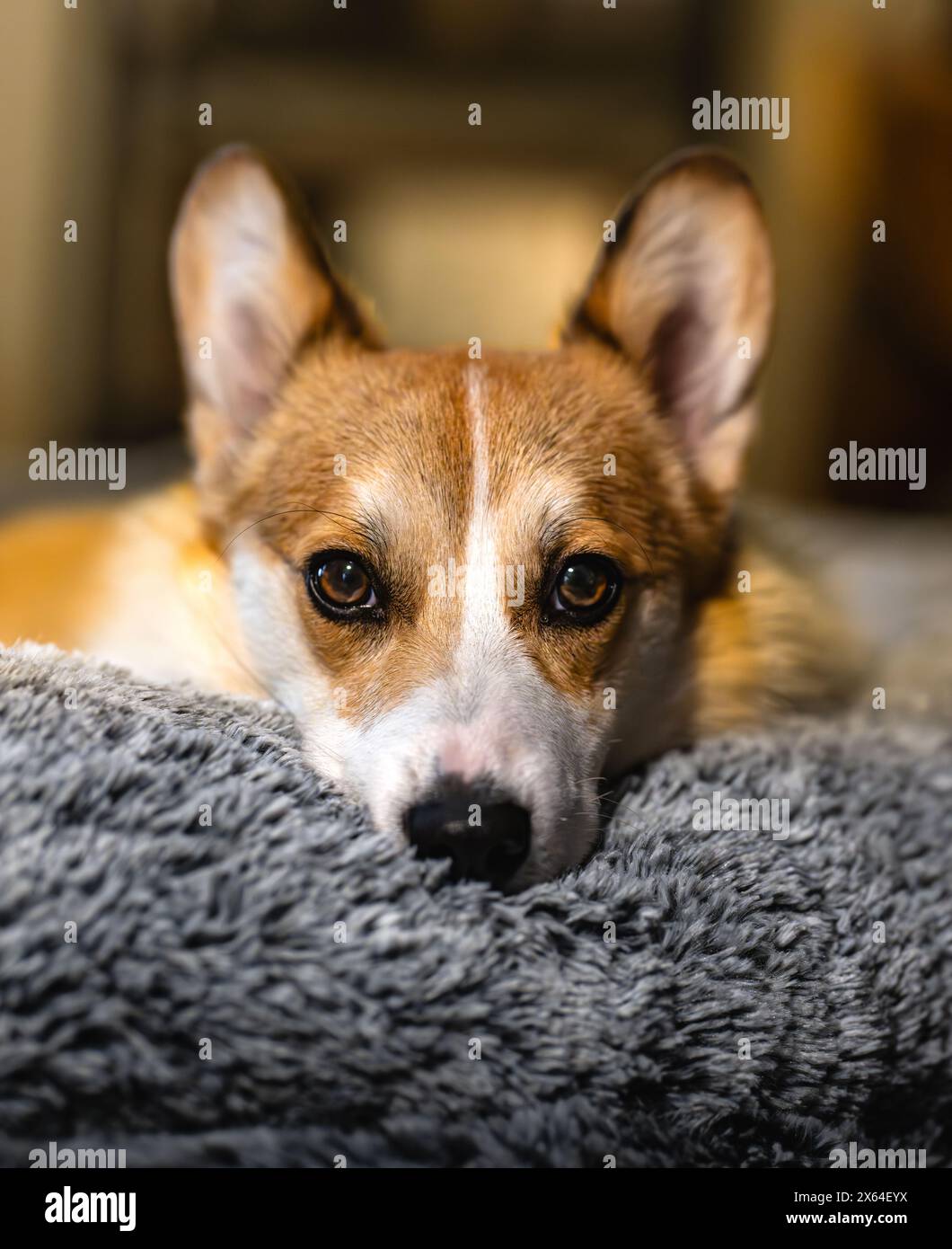 Happy Corgi puppy Stock Photo - Alamy