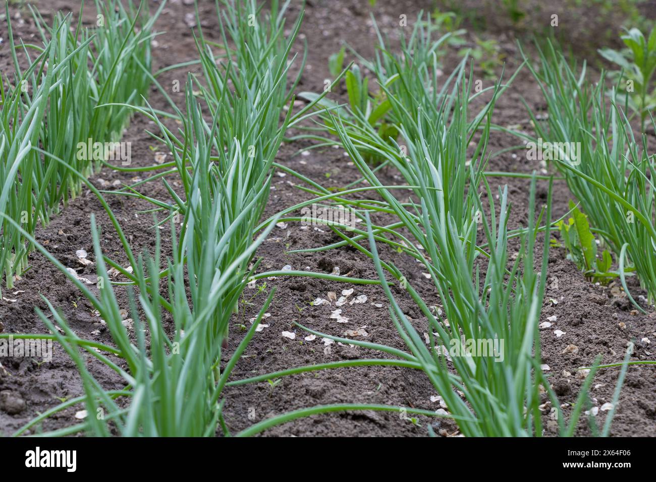 Onion plants growing in the garden, ready for harvest. The green leaves ...
