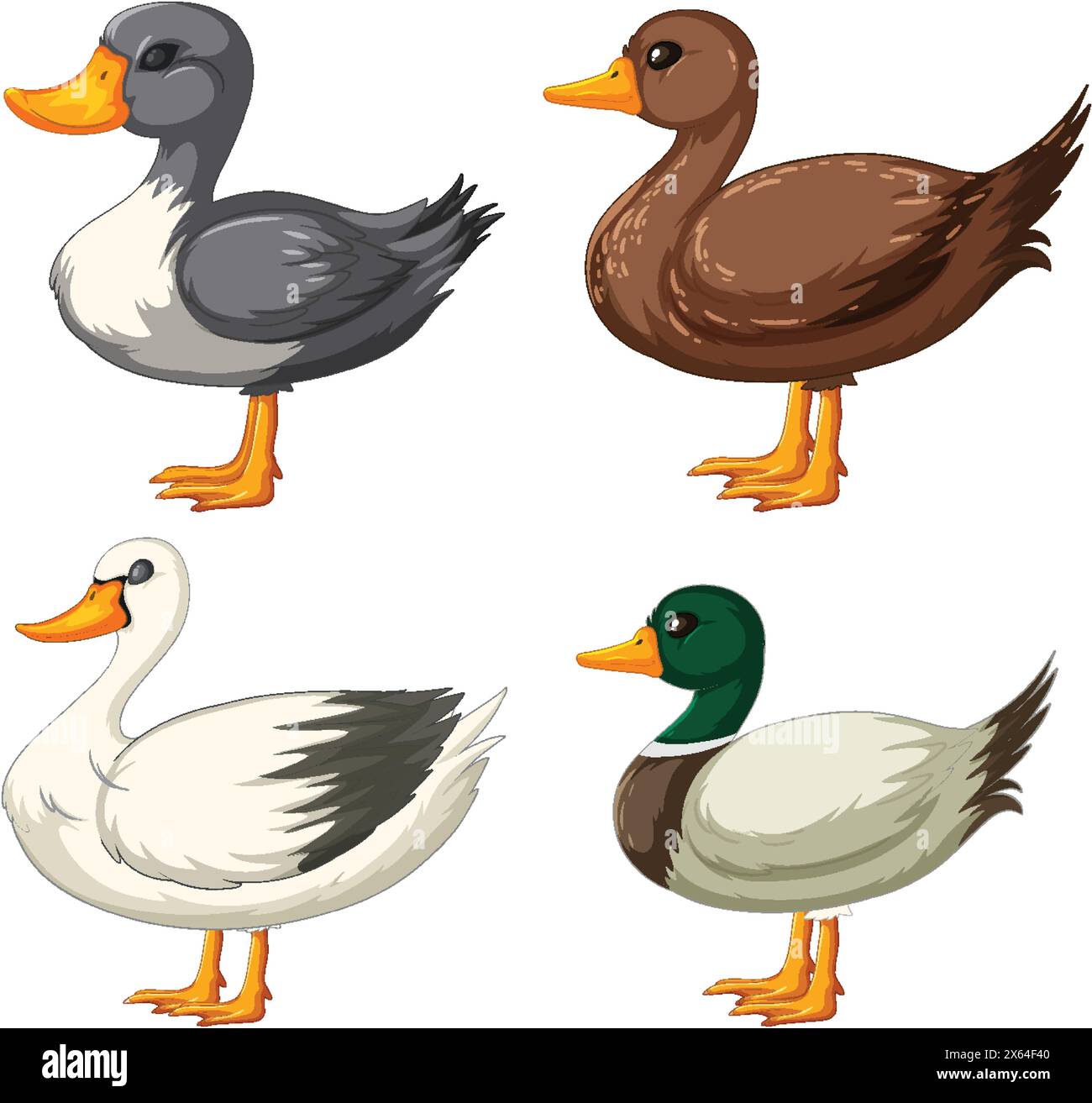 Four different species of birds hi-res stock photography and images - Alamy