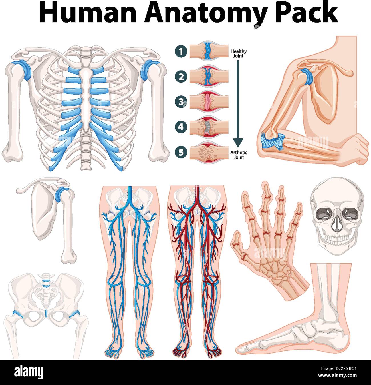 Educational vector pack showing various human anatomy parts Stock ...