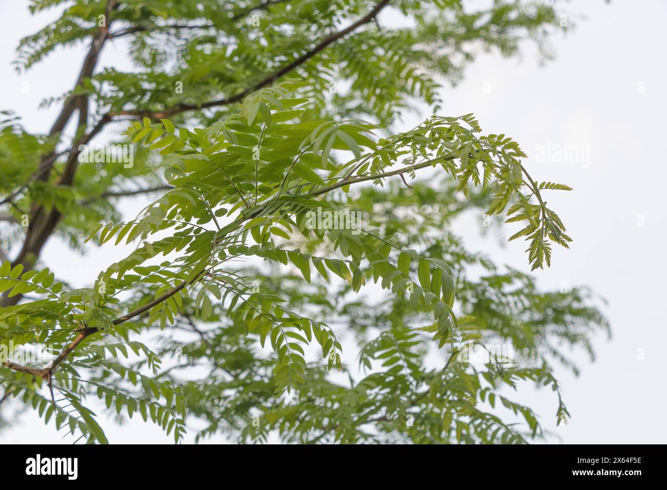 The leaves of the green acacia tree have a long, curved and narrow ...