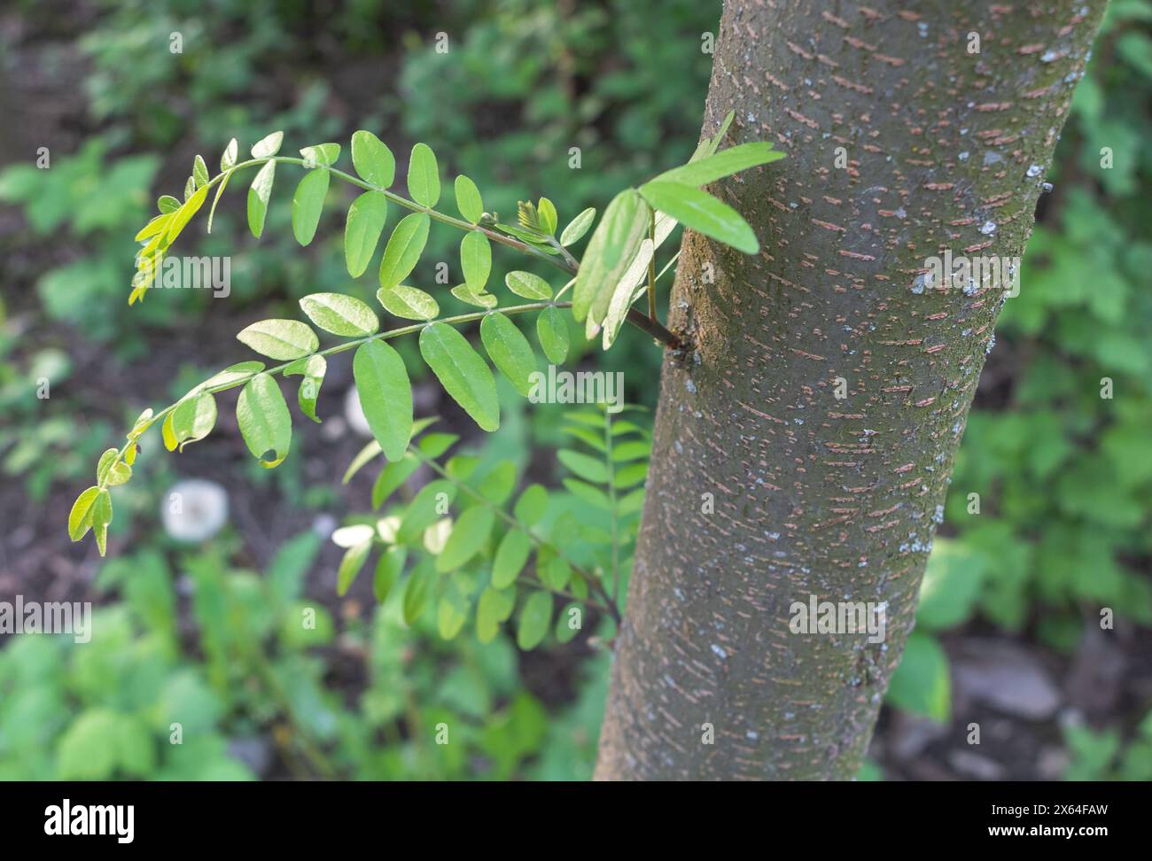 A closeup of the curved leaf and small flower on an Gleditschia ...
