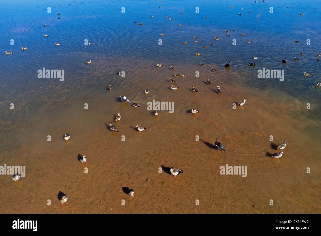 Egyptian geese (Alopochen aegyptiacus) and other waterfowl in shallow ...
