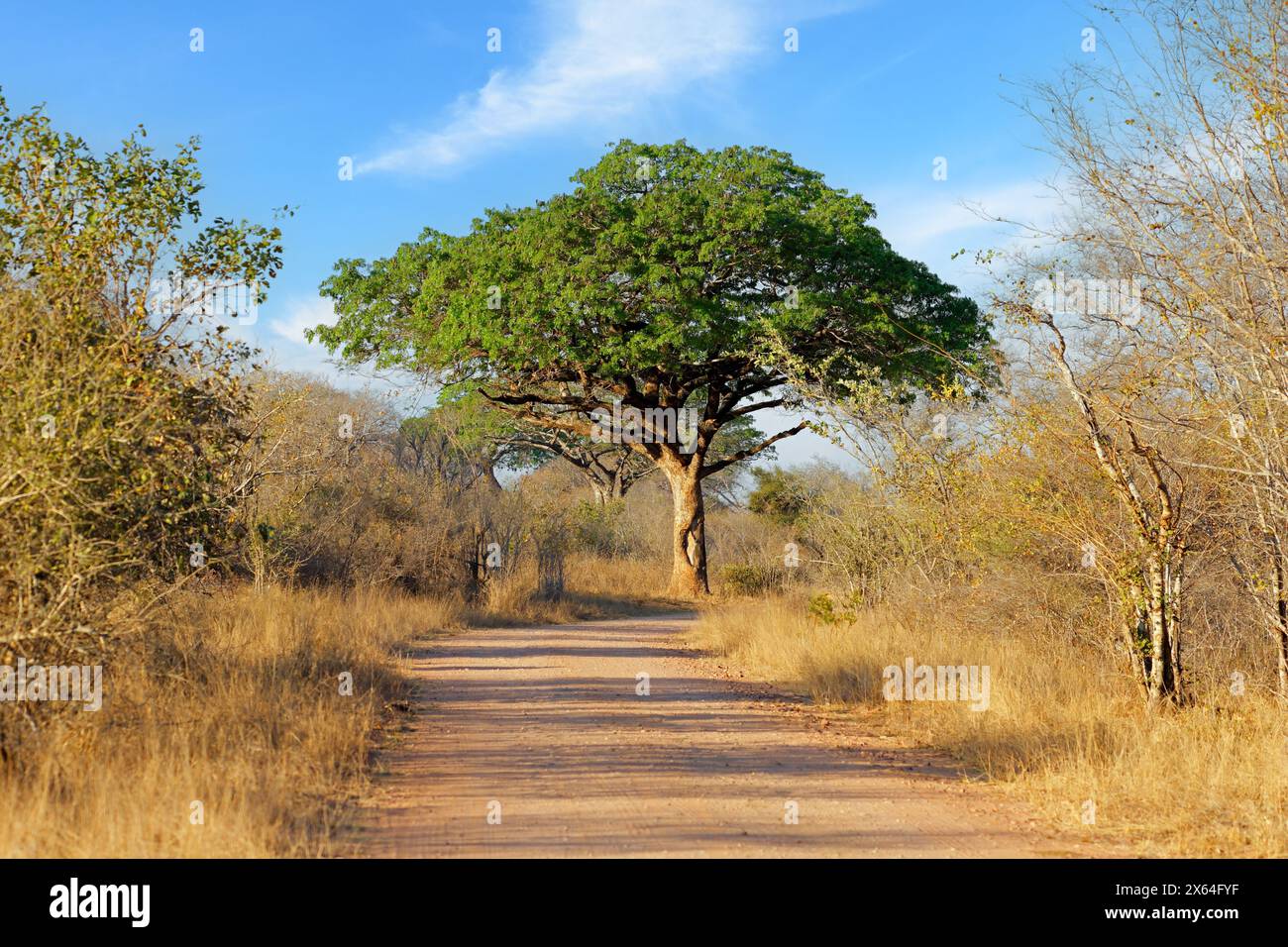 Mahogany tree africa hi-res stock photography and images - Alamy
