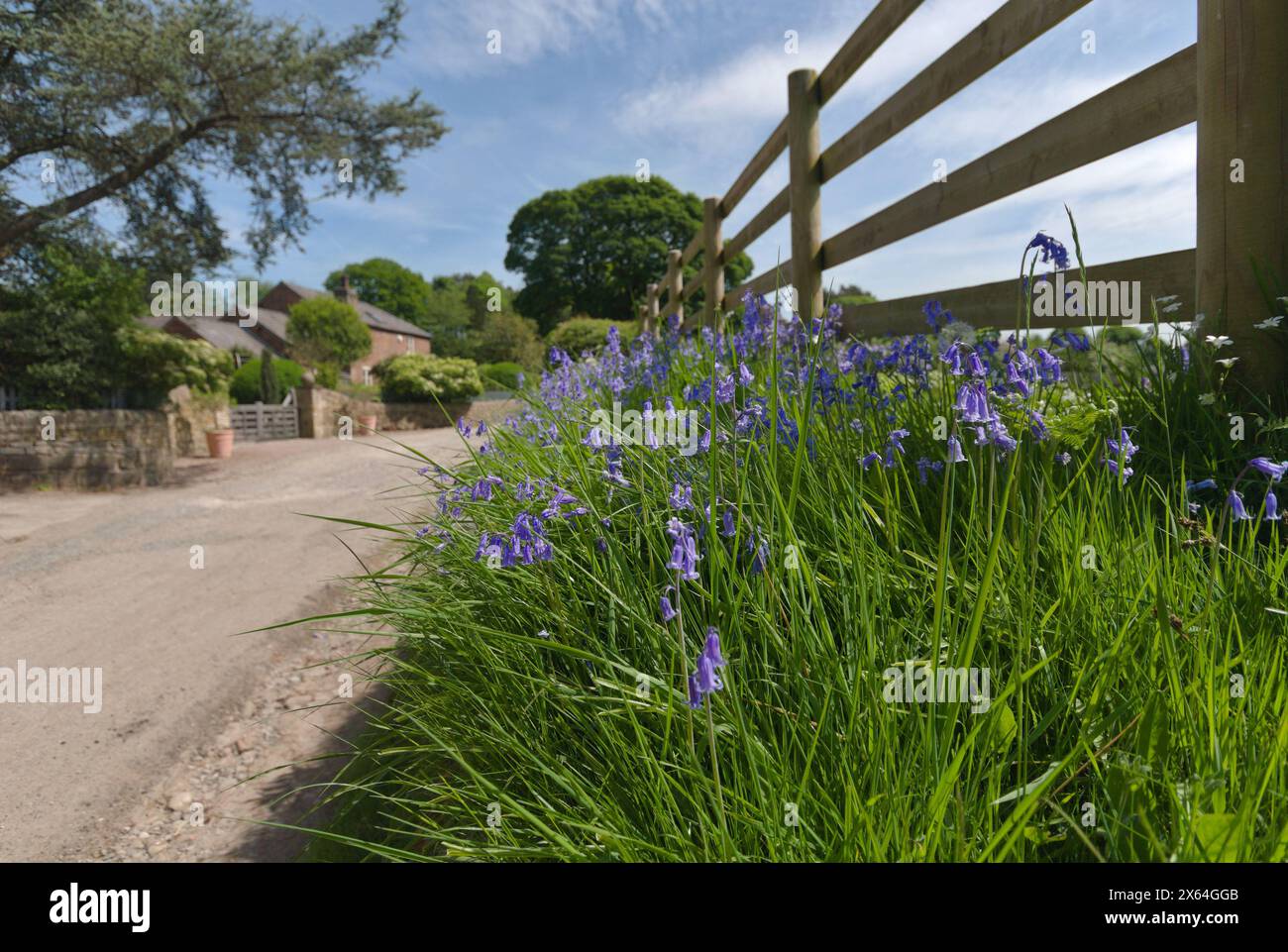 Spring bluebells on Hocker Lane, Cheshire Stock Photo - Alamy