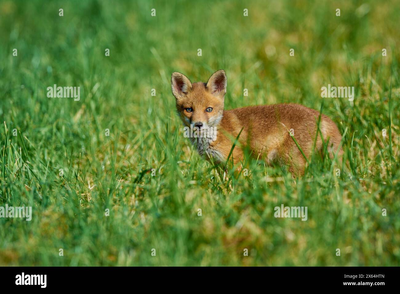 Red Fox, vulpes vulpes, Young Fox, Germany, Europe Stock Photo - Alamy