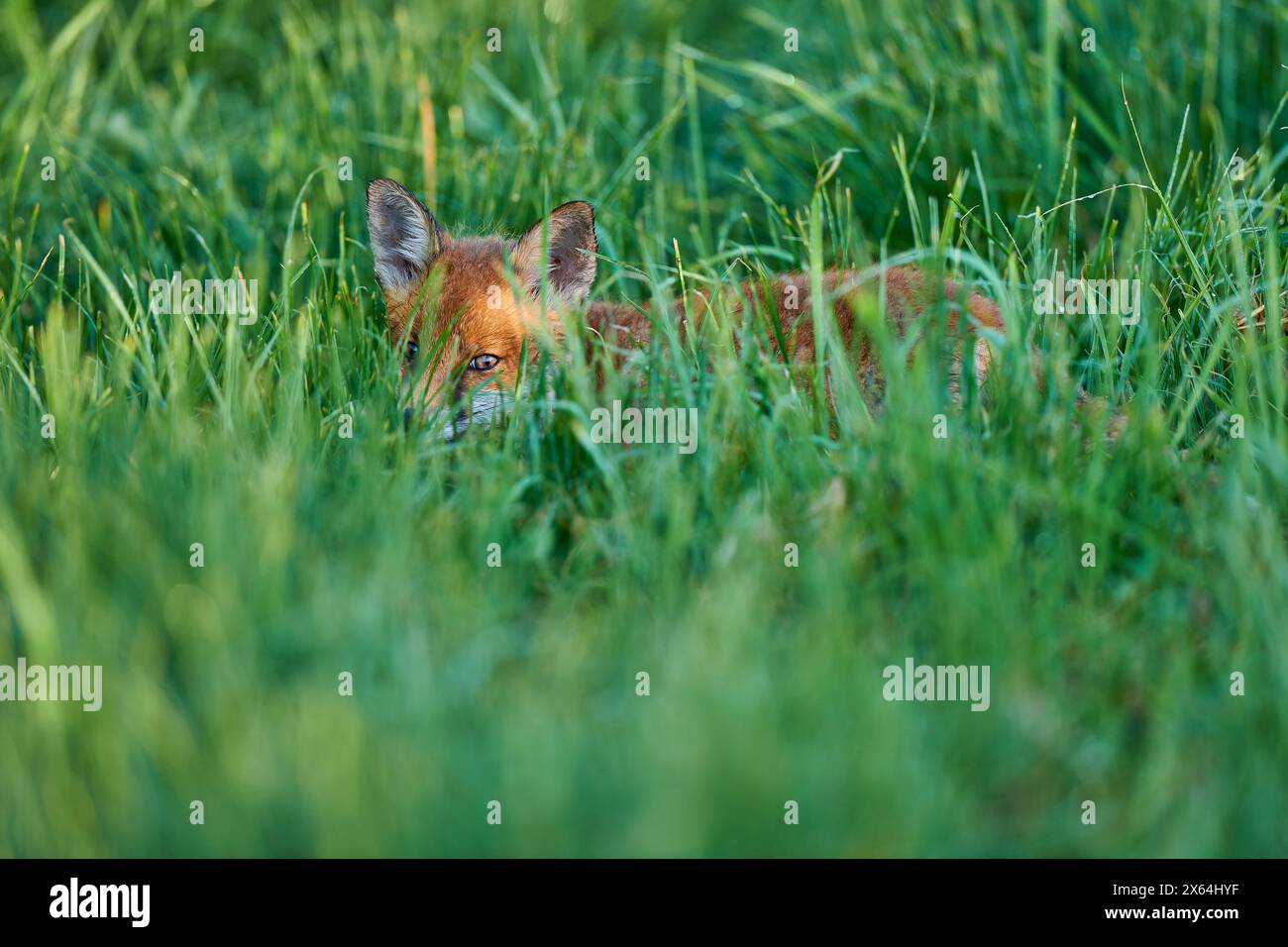 Red Fox, vulpes vulpes, Young Fox, Germany, Europe Stock Photo - Alamy