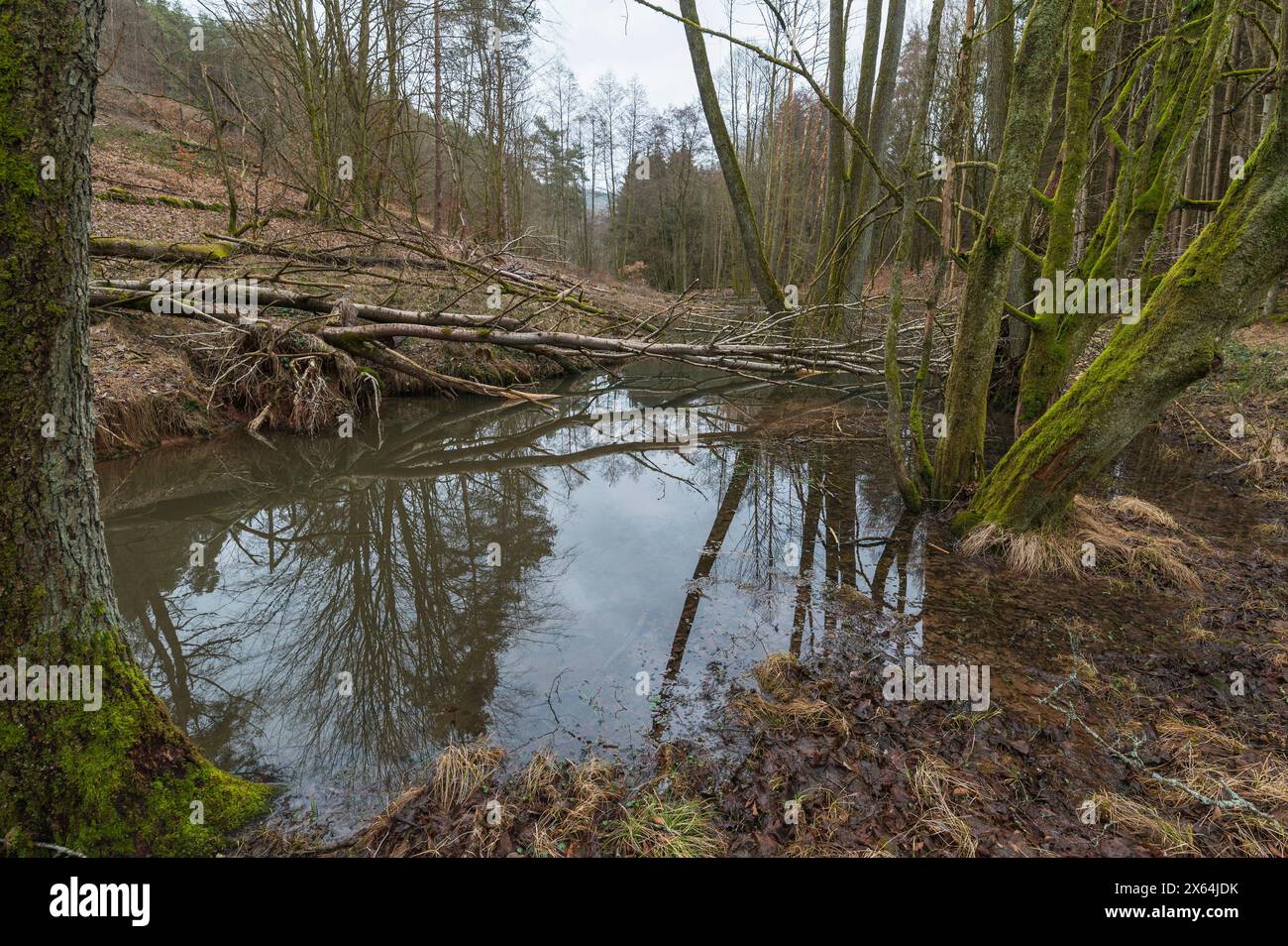 Beaver dam from european beaver (Castor fiber), Spessart, Bavaria ...