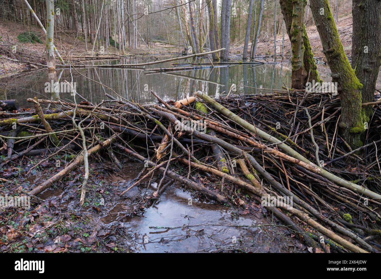 Beaver dam from european beaver (Castor fiber), Spessart, Bavaria ...