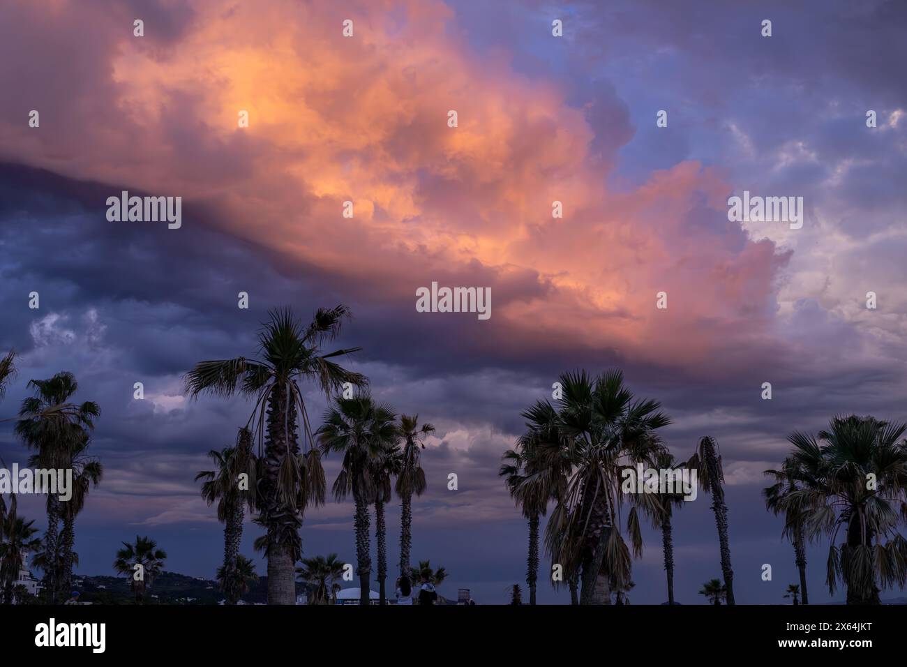 Under a sky painted with billowing clouds, palm trees stand tall ...