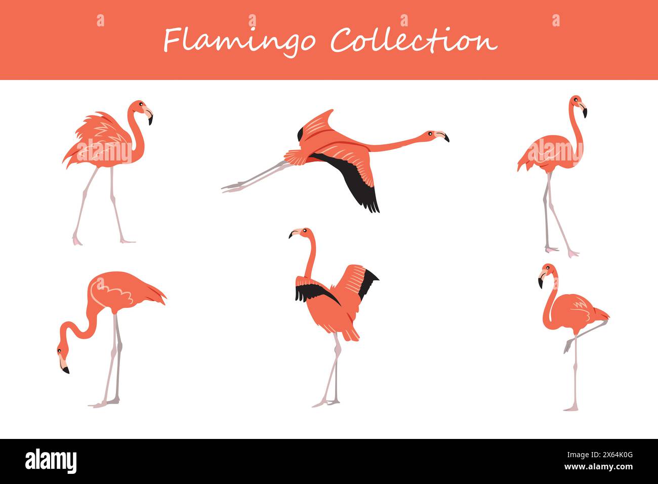 Flamingo collection. Flamingo in different poses. Vector illustration ...