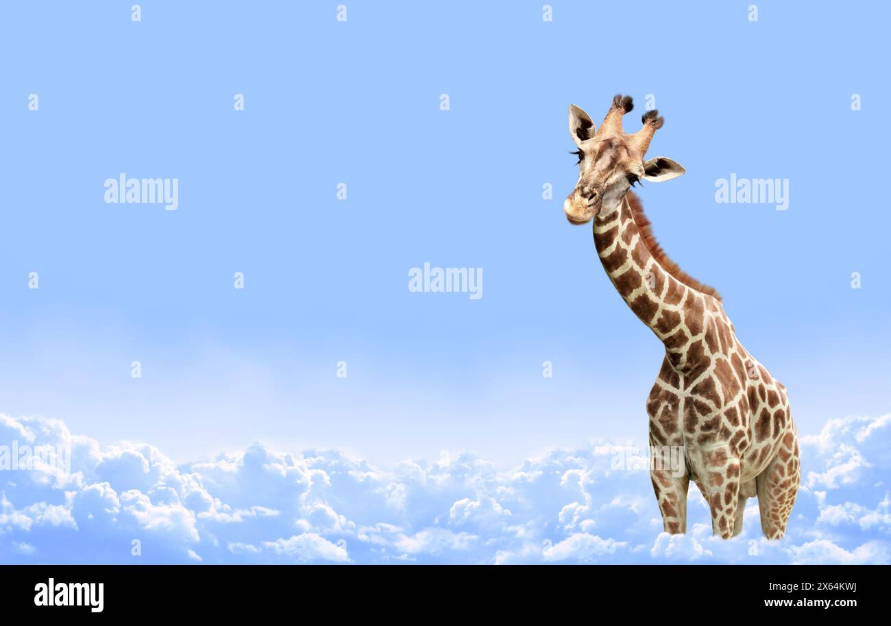 Cute curiosity giraffe on sky landscape background. The giraffe looks ...