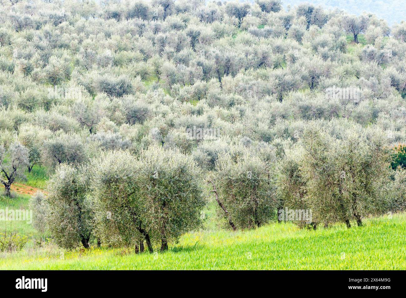 Olive farming in the countryside Stock Photo - Alamy