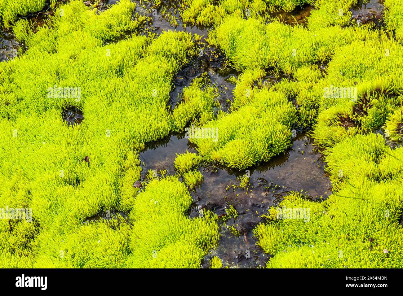 Water puddles in green wet moss Stock Photo - Alamy