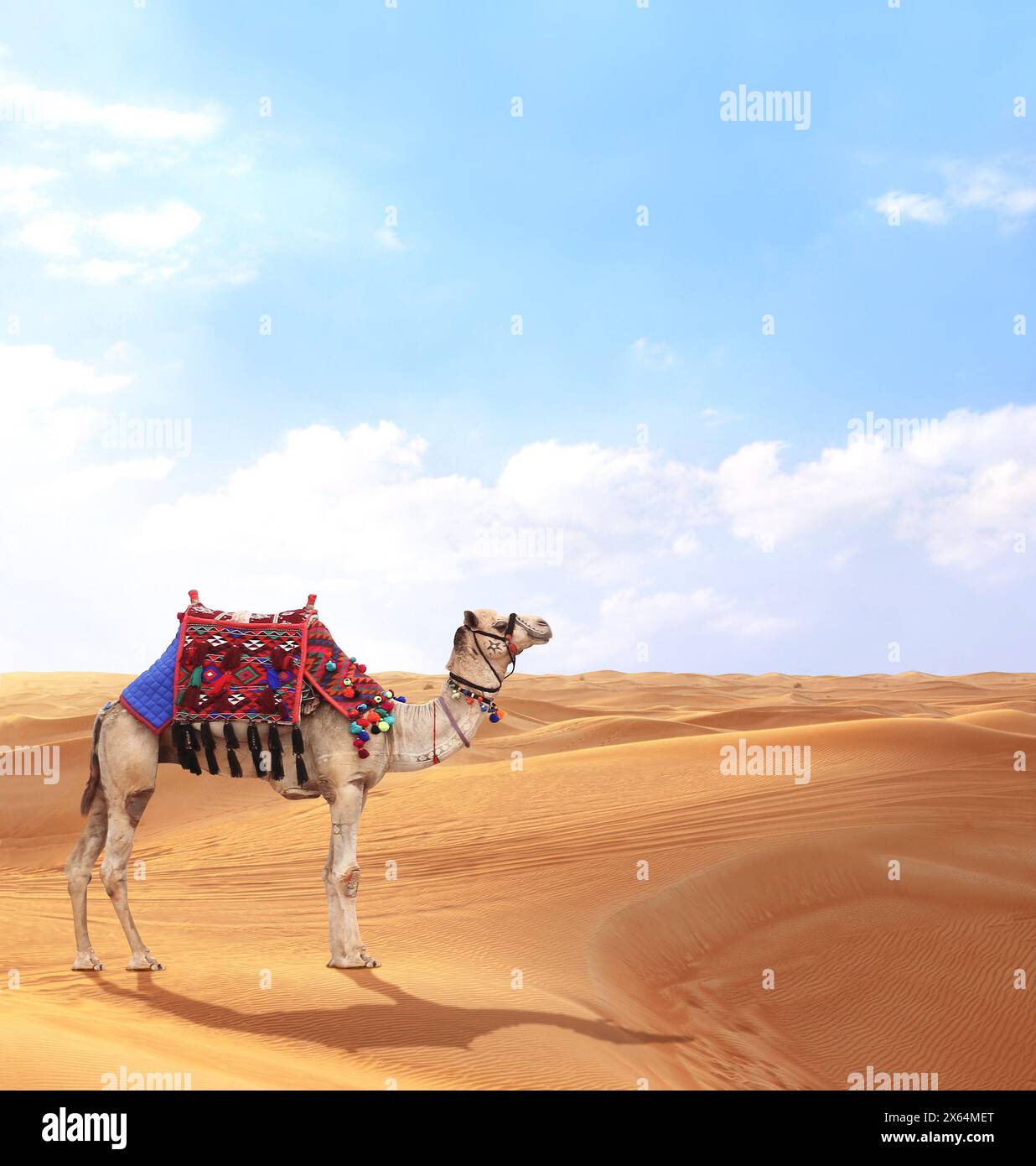 Camel in a colorful horse-clothes in desert with red sand dunes ...