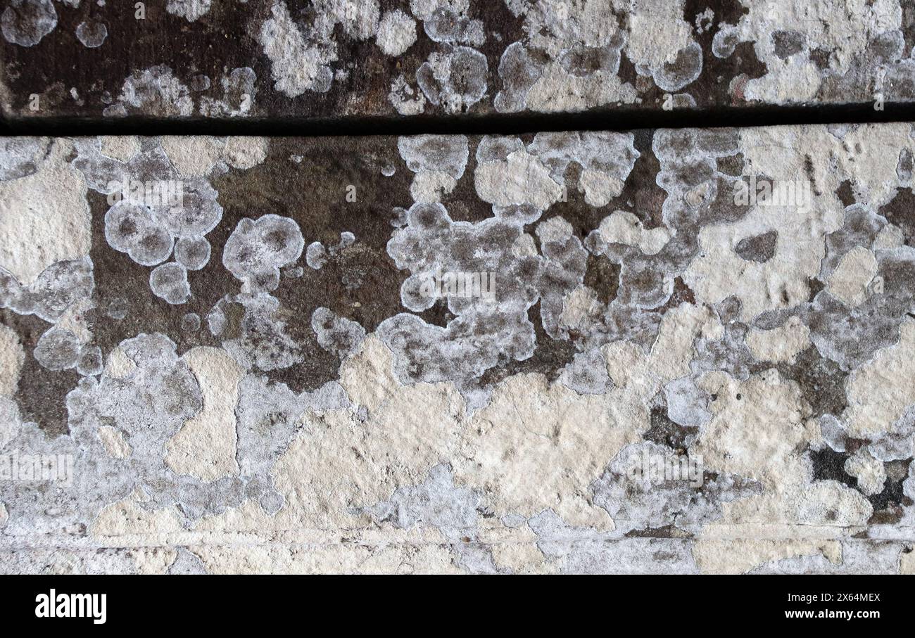 Lichen growing on stone. Mold stains on the wall. Old stone covered ...