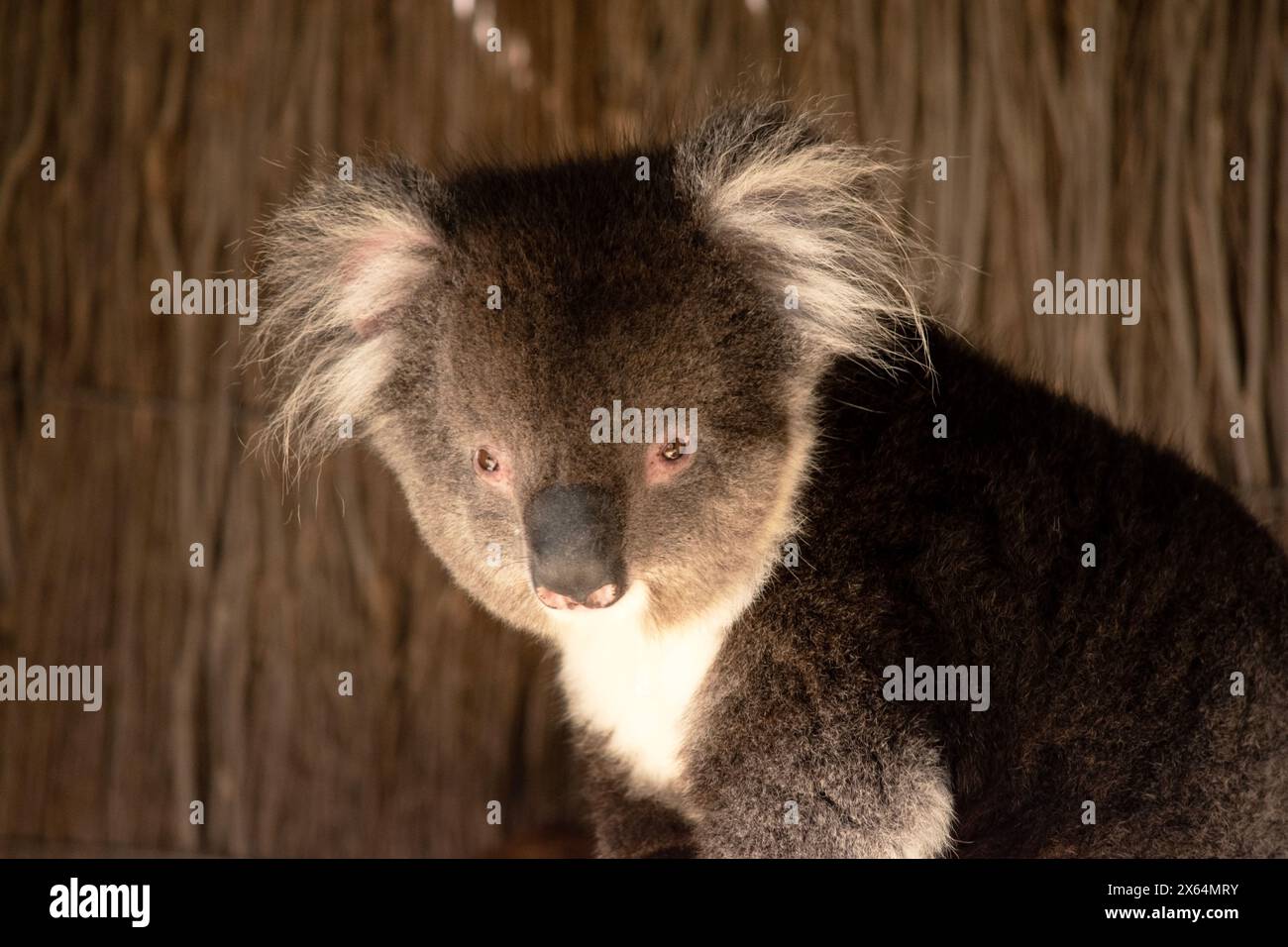 the Koala has a large round head, big furry ears and big black nose ...