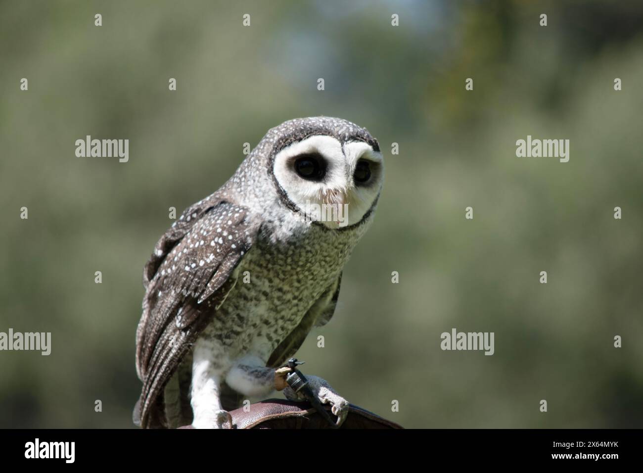 The lesser sooty owl is a dark sooty-grey in color, with large eyes in ...