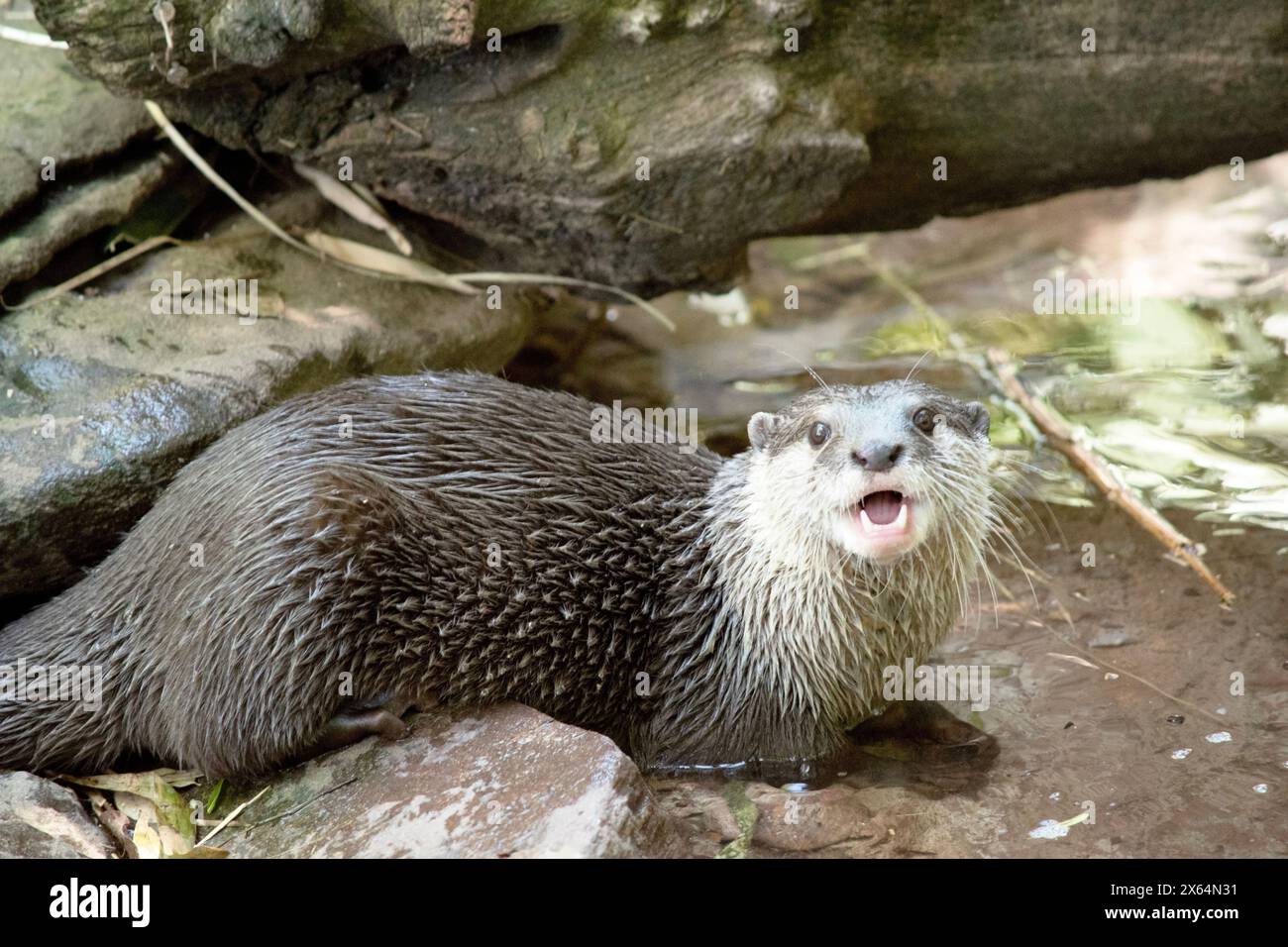 Asian small clawed otters are small, with short ears and noses ...