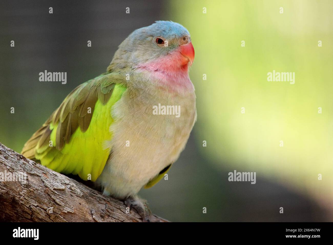 the princes parrot has a pink neck and a light blue head and green ...