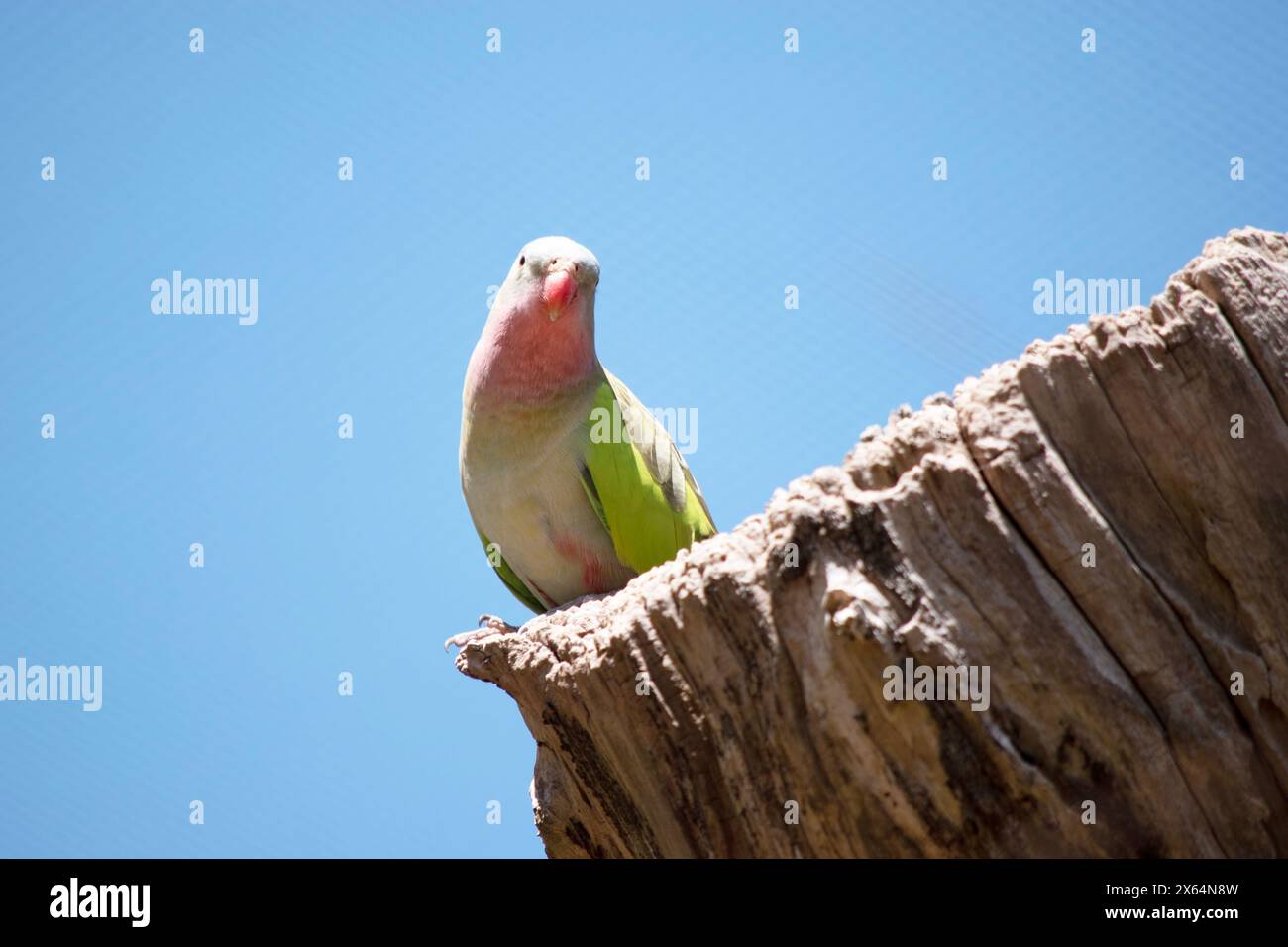 Princess parrot hi-res stock photography and images - Alamy