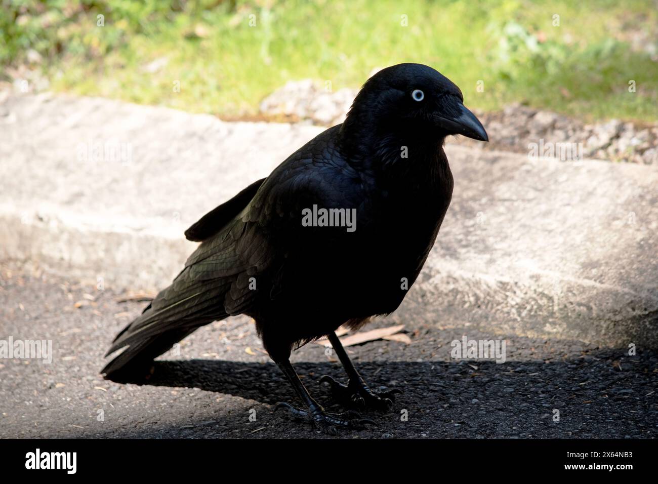 The Australian raven is an all black-bird with a black beak, mouth and ...
