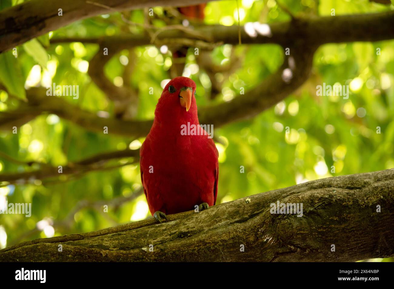 the red lory is mostly red and all the plumage of the upper body is red ...